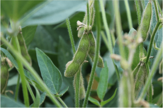 Bean Squeeze - U.S. Soy