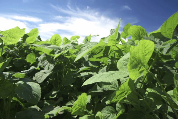 Selling Soy’s Nutritional Bundle - U.S. Soy