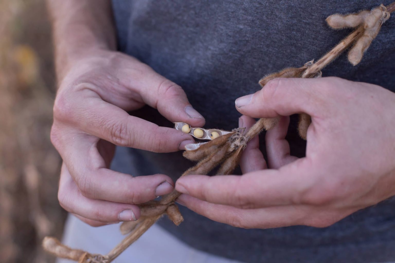 What Are Soybeans Used For? Soybean Uses and More - U.S. Soy