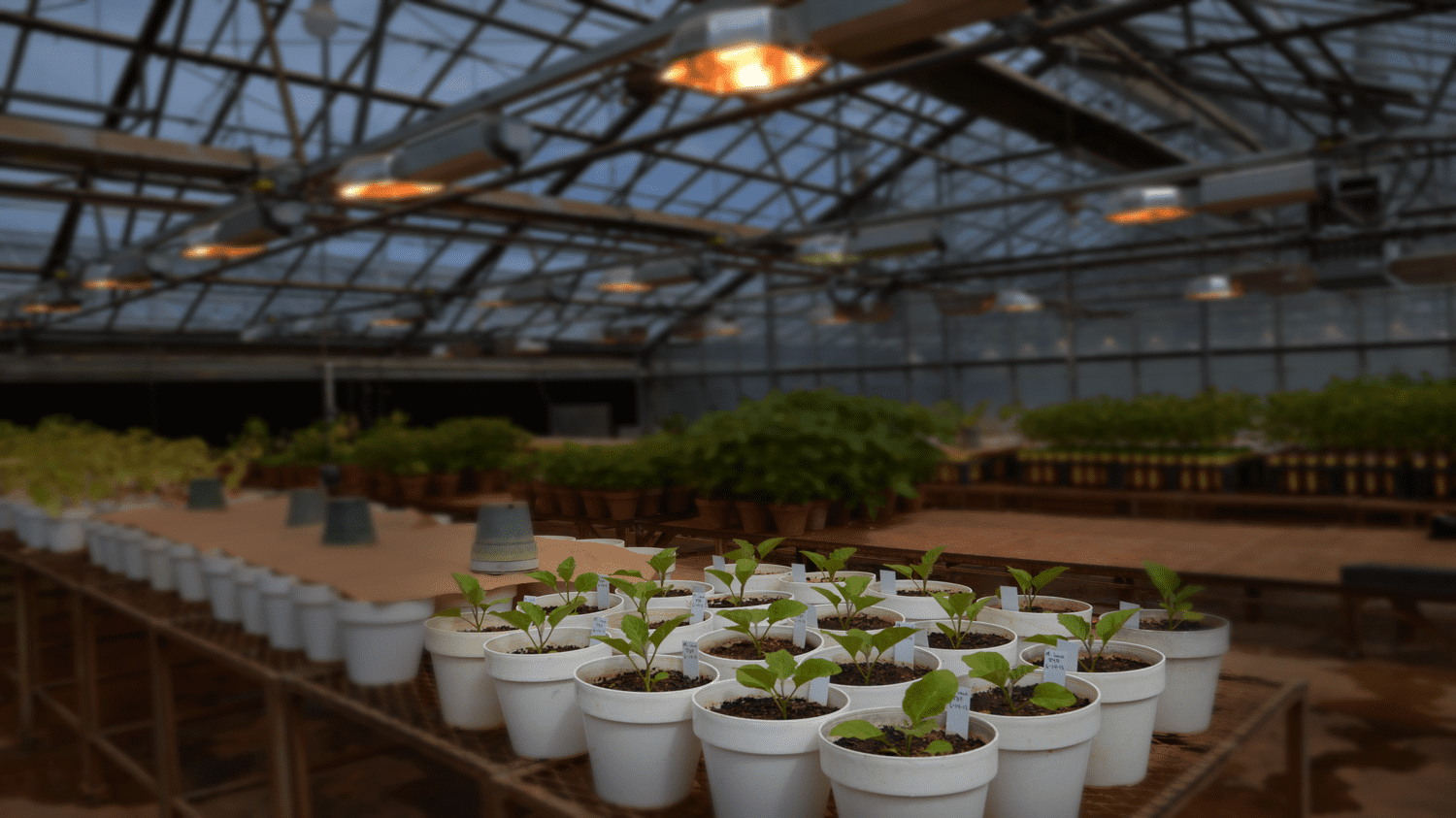 Six Essential Plant Breeding Questions Answered - U.S. Soy