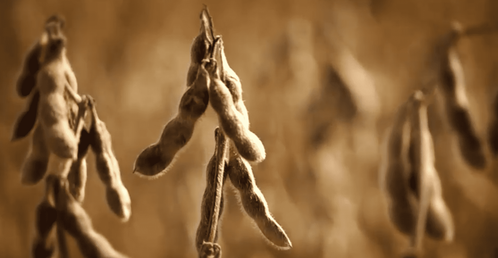 Federal Grain Inspection Service Operation Procedures - U.S. Soy