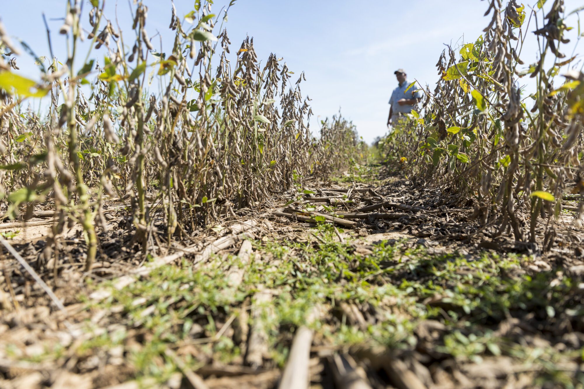 Sustainability - U.S. Soy