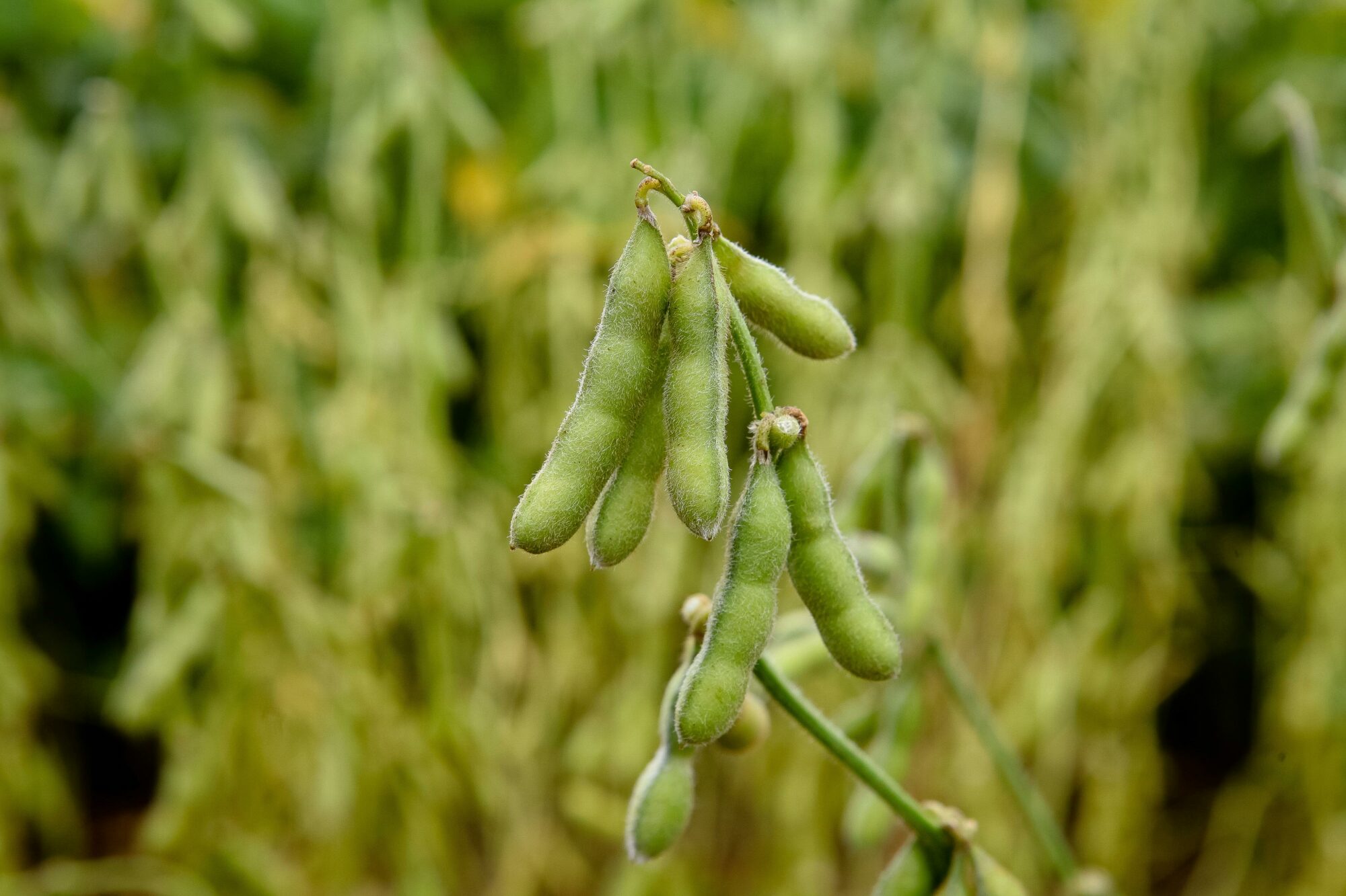 What is Edamame? Edamame Nutrition and More - U.S. Soy